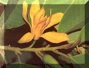 จำปา Michelia champaca L